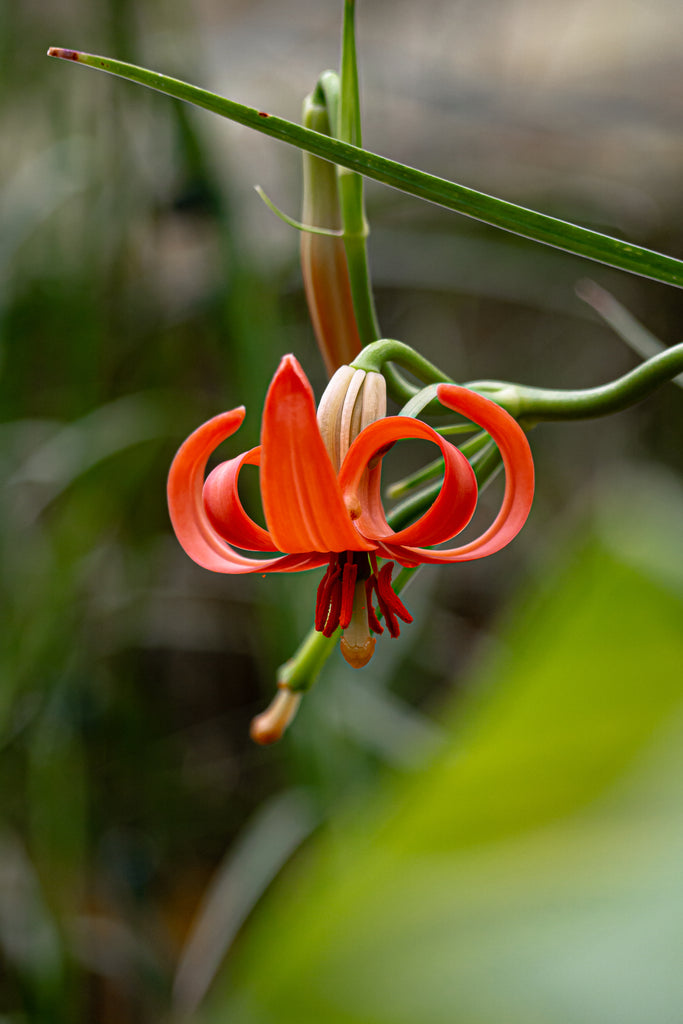 Ink Institute Meander Series - Siebold's Lily – Yoseka Stationery